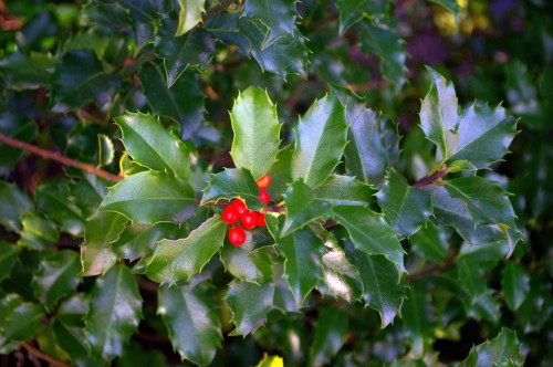 Holly, Plant of Saturn and Mars – Lunar Home and Garden
